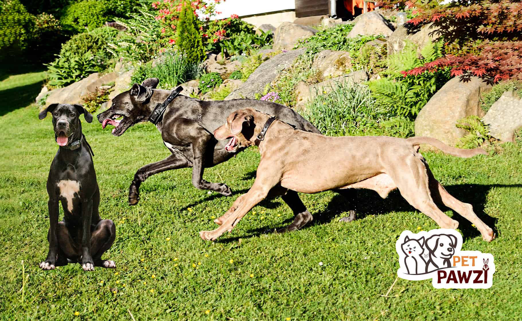 Great Dane | The Gentle Giant Dog Breed - Pet Pawzi