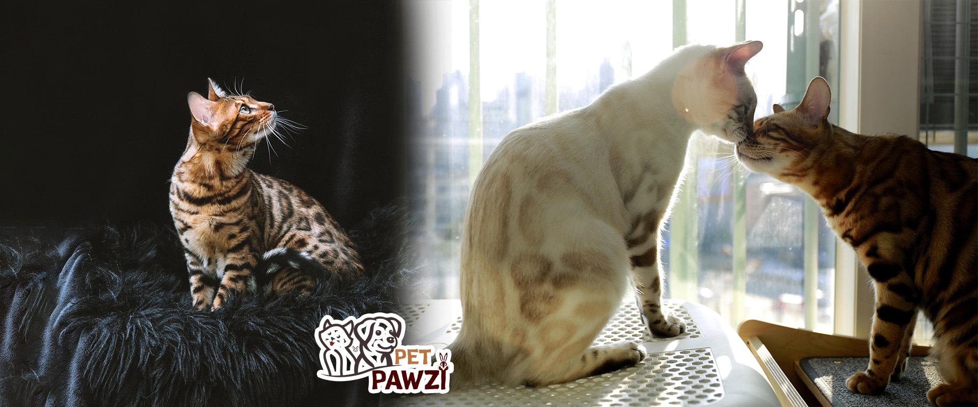 Bengal Cat Breeding | A Beginner’s Guide - Pet Pawzi