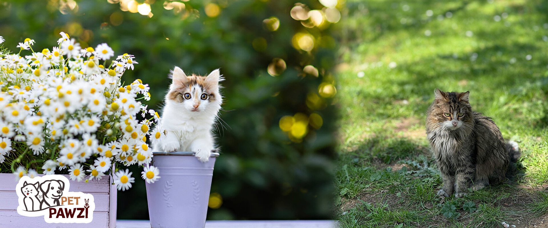 Cat Friendly Places in Poland | Best Spots for Your Feline Friend - Pet ...