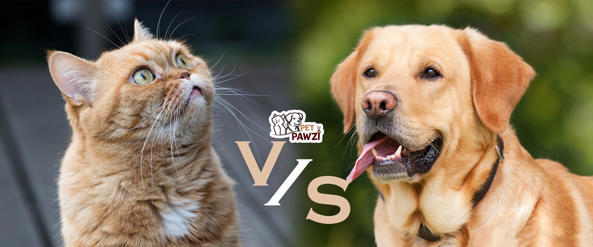 Cat vs Dog | Which Pet Is Right for You? - Pet Pawzi