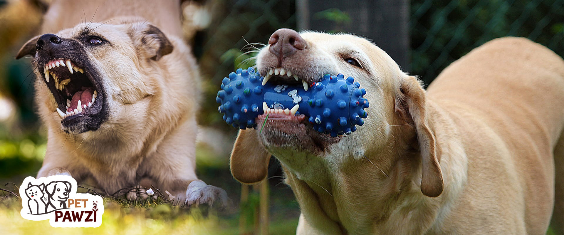 How Many Teeth Does a Dog Have? (Dog Dental Guide) Pet Pawzi